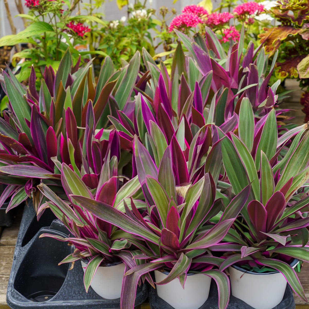 Assorted Tradescantia – Plant Detectives