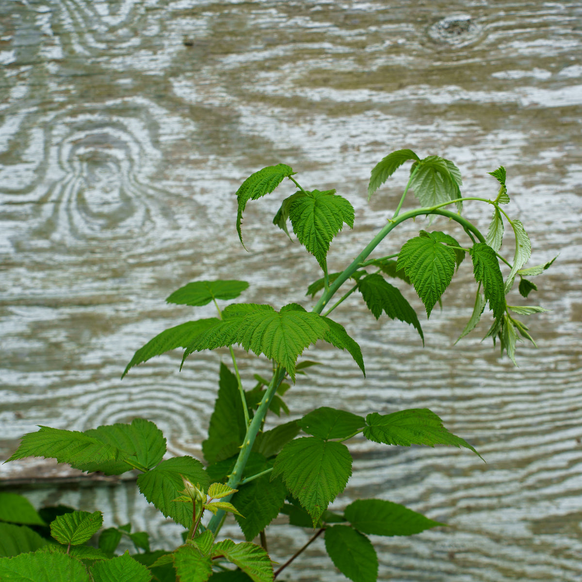 Caroline Raspberry – Plant Detectives