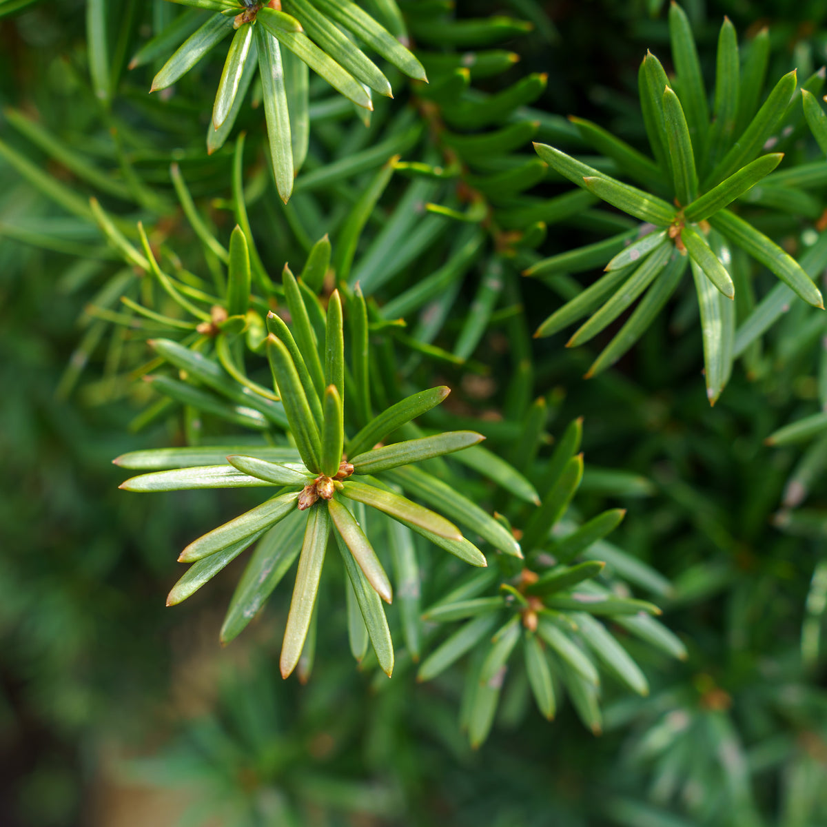 Hicks Yew – Plant Detectives
