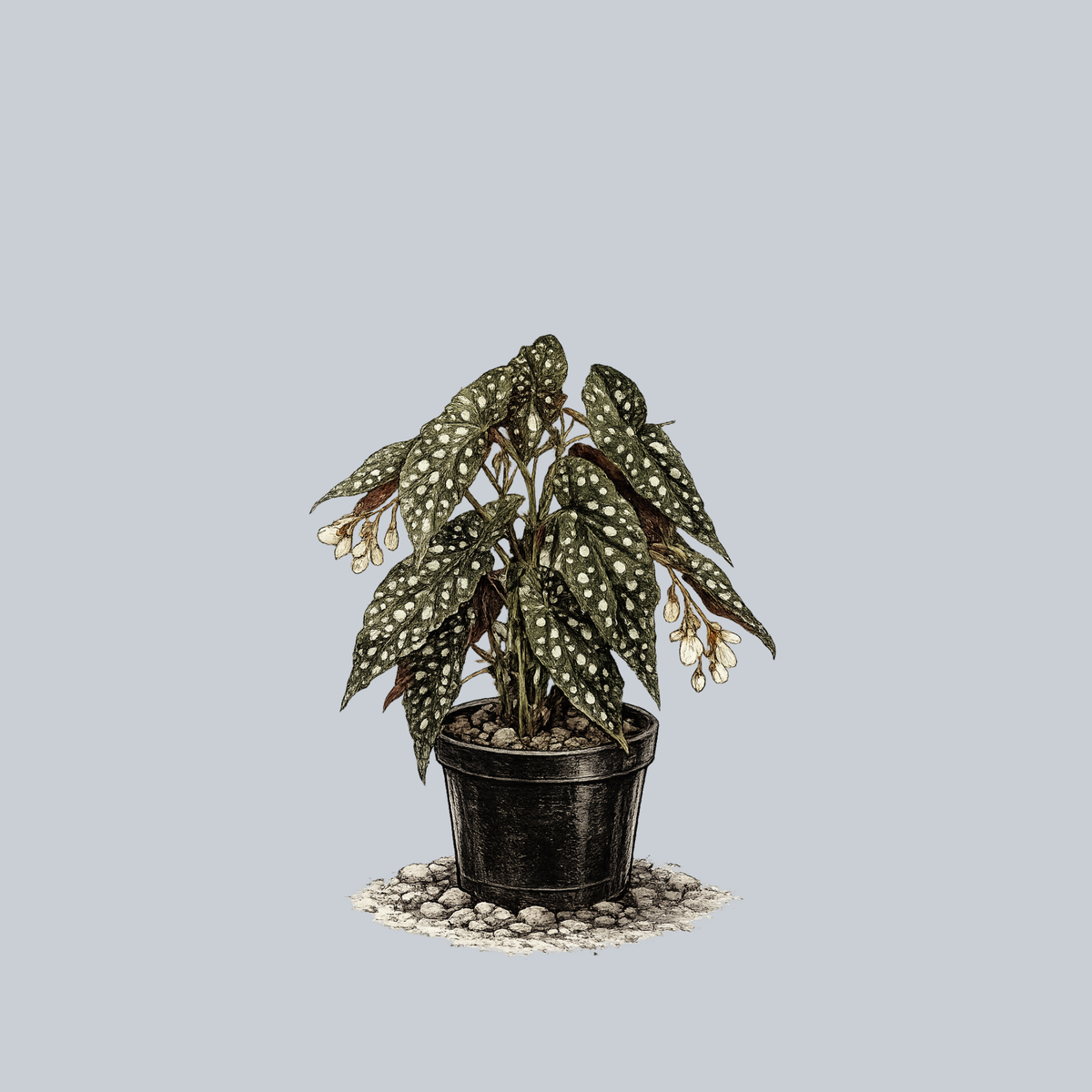 Polka Dot Begonia – Plant Detectives
