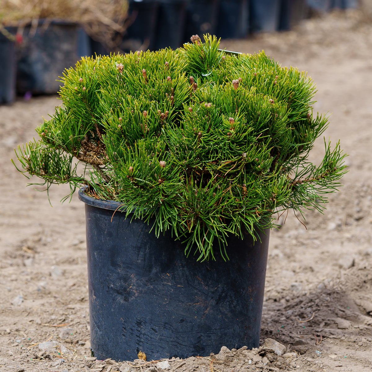 Spannende Pumilio Mugo Pine Bilder