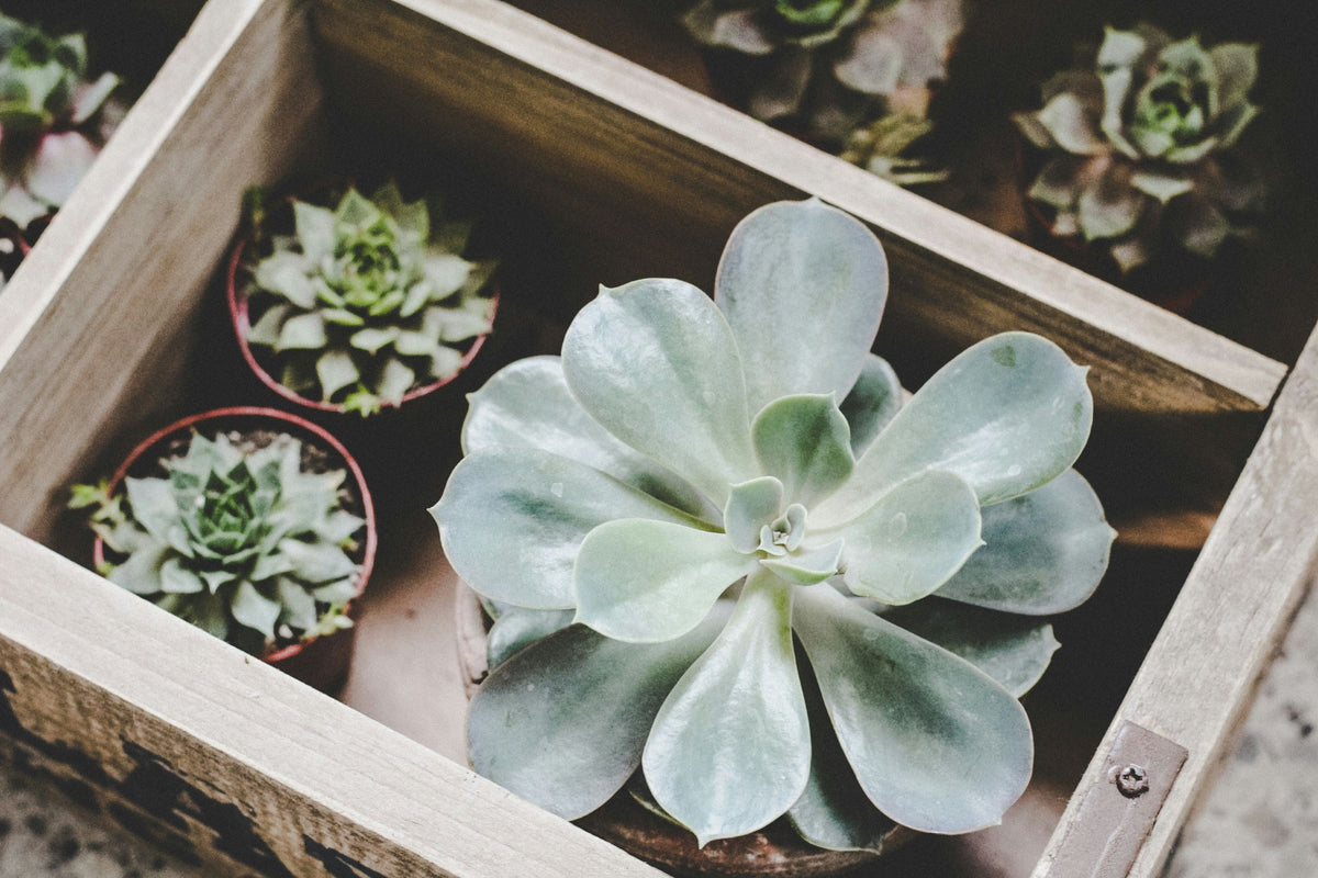 Why Choose Real Plants Over Artificial Planter Plants? – Plant Detectives