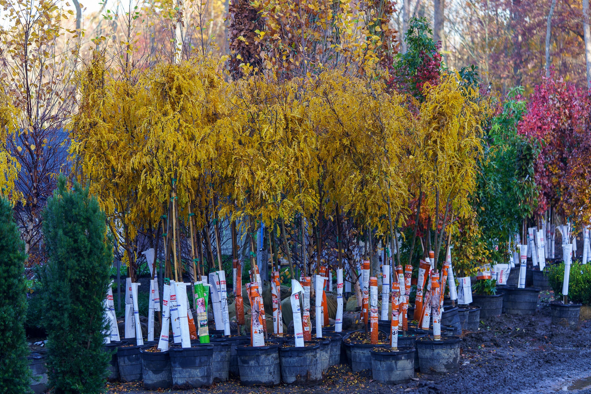 Wholesale Plants: Your Guide to Buying in Bulk – Plant Detectives