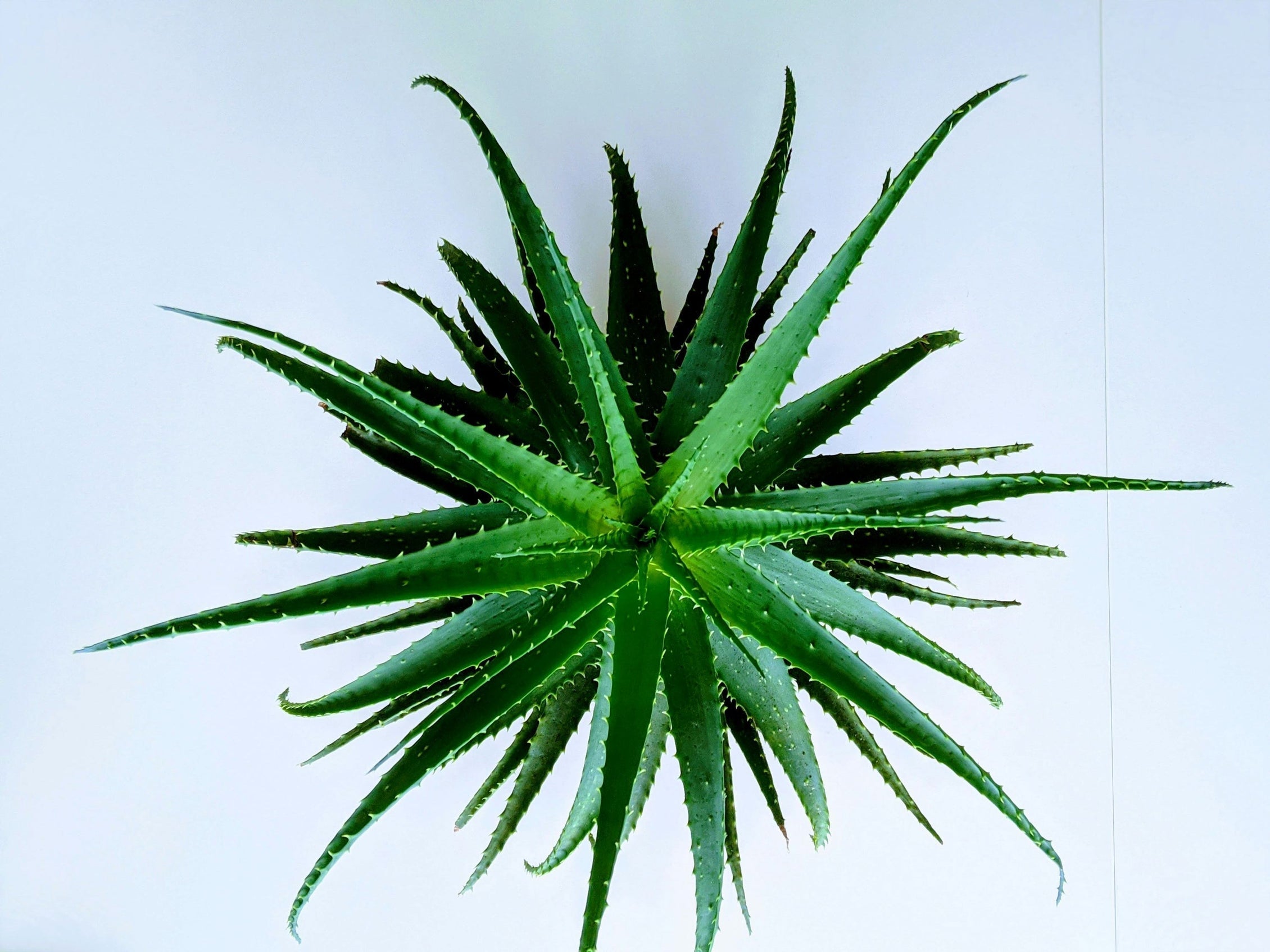 Bushy Indoor Houseplants: Add Fullness to Your Space – Plant Detectives