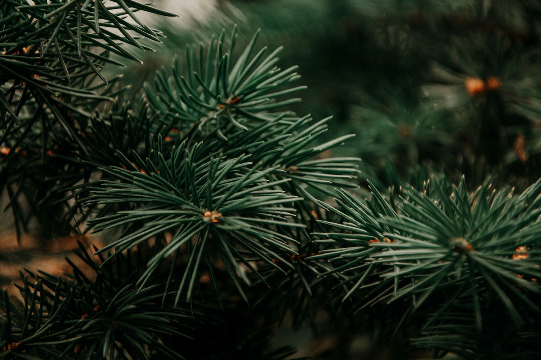 Evergreen Trees: A Guide to Timeless Greenery – Plant Detectives