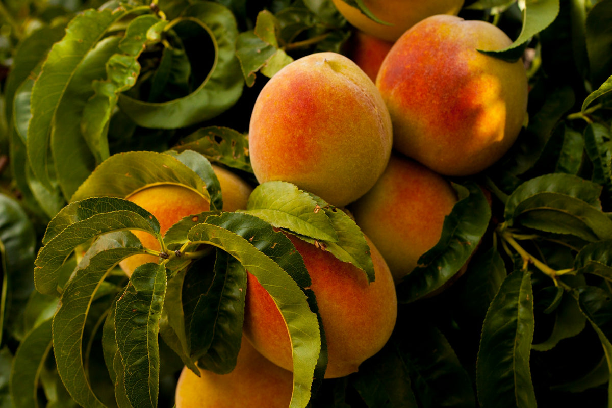 A Guide to Full Grown Peach Trees – Plant Detectives