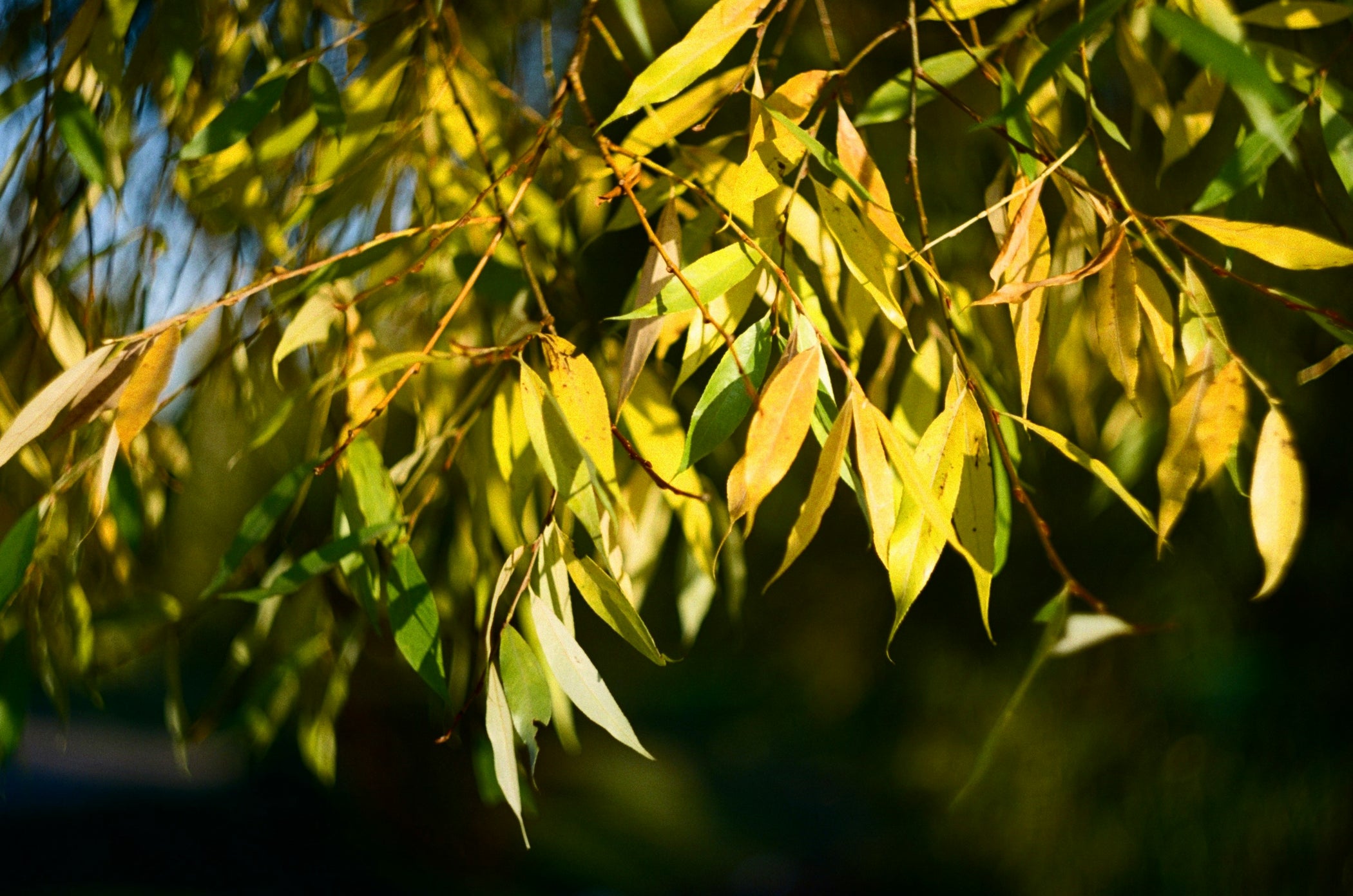 Landscaping with Trees for Privacy – Plant Detectives
