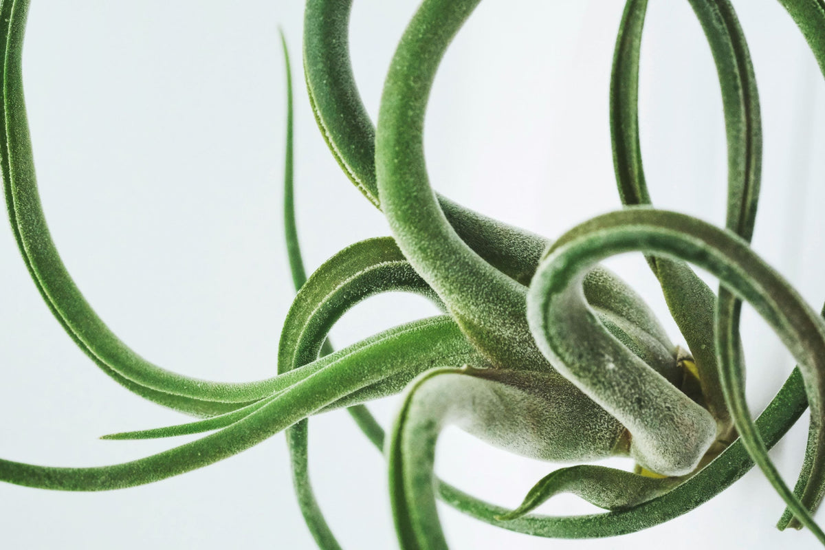 Small Plants: Perfect for Compact Spaces – Plant Detectives
