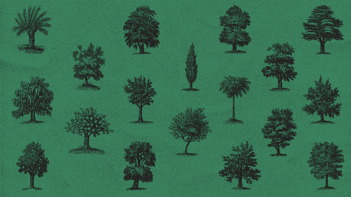 Tree Tip Tuesday: Acer Tegmentosum 'Joe Witt' – Plant Detectives