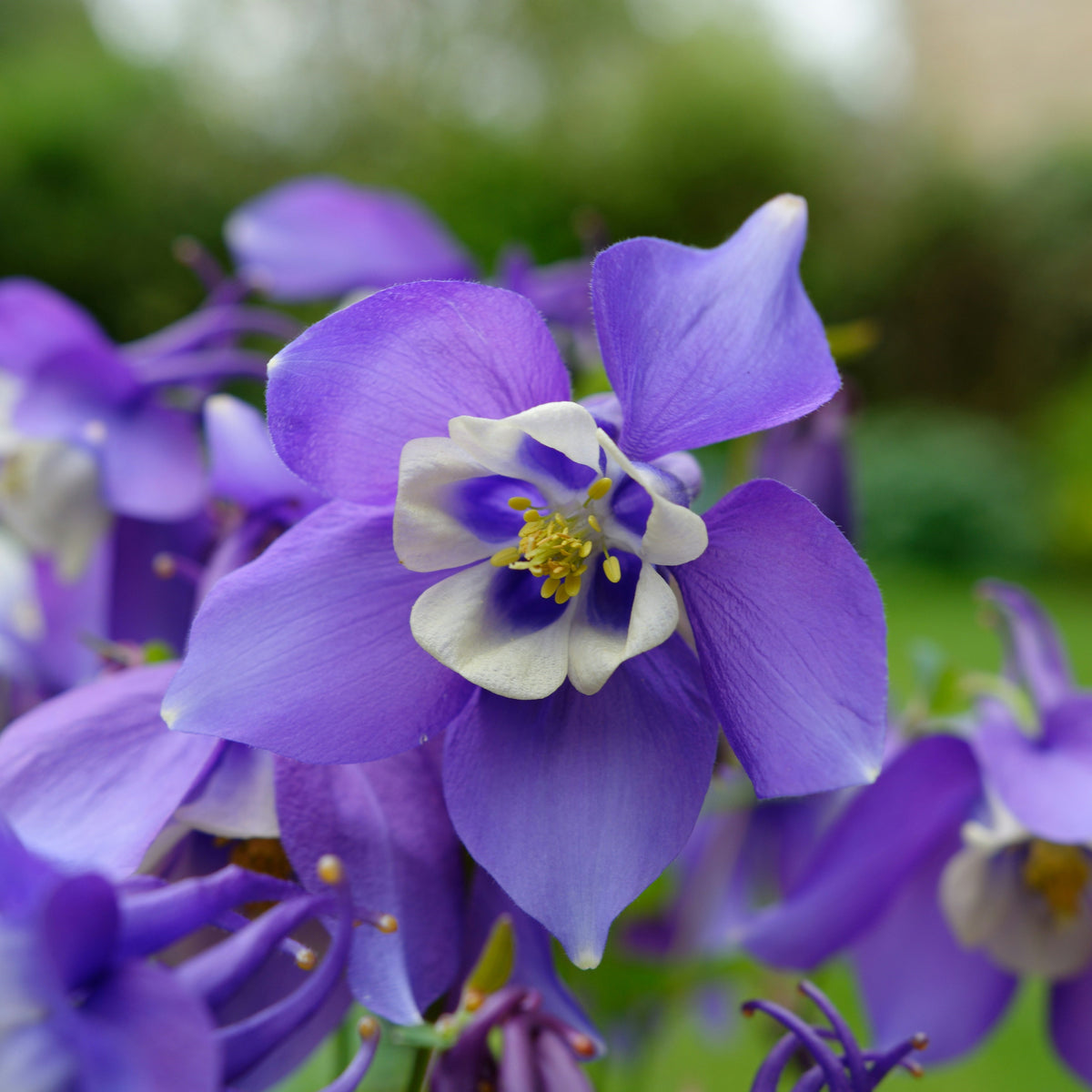 Aquilegia – Plant Detectives