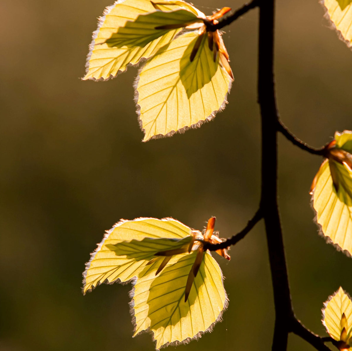 Beech (Fagus) – Plant Detectives