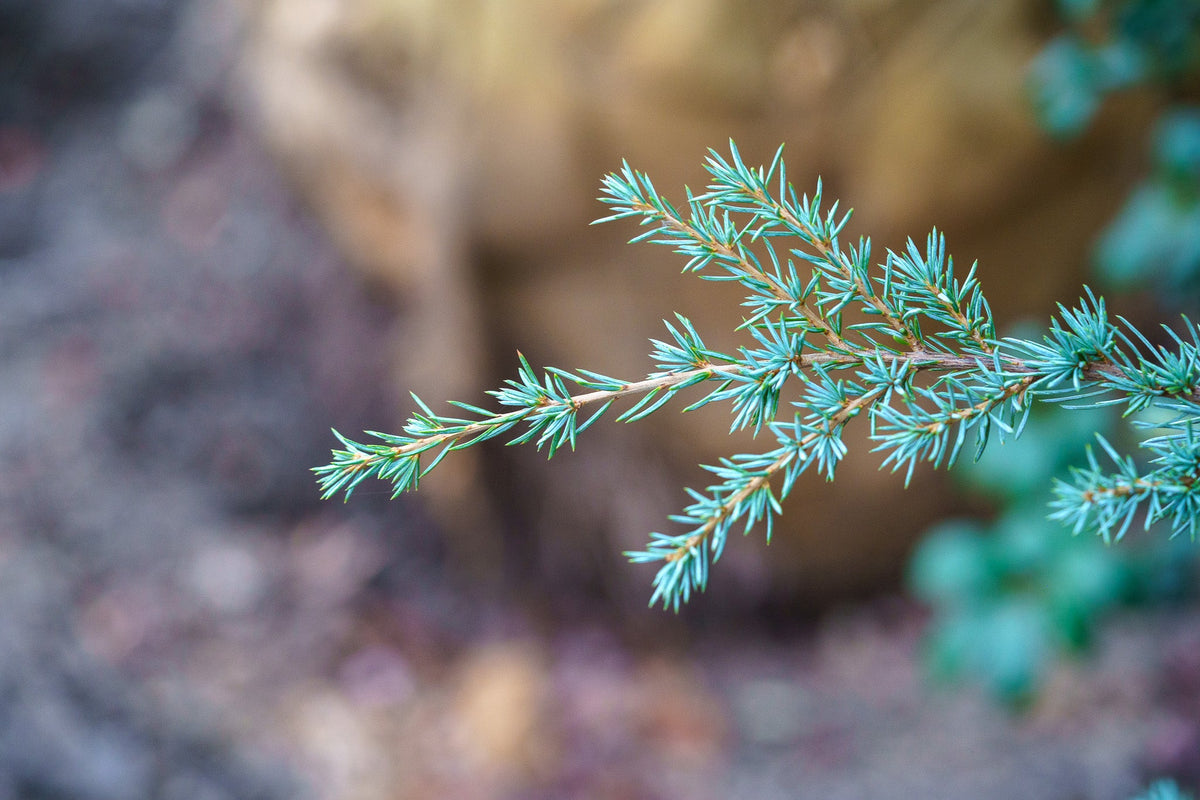Cedar – Plant Detectives