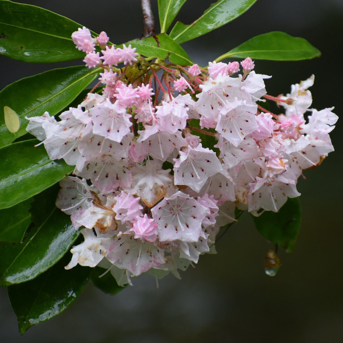 Mountain Laurel (Kalmia) – Plant Detectives