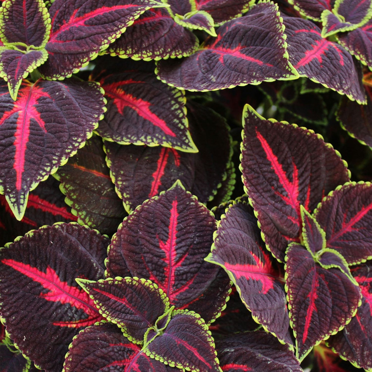 Coleus – Plant Detectives