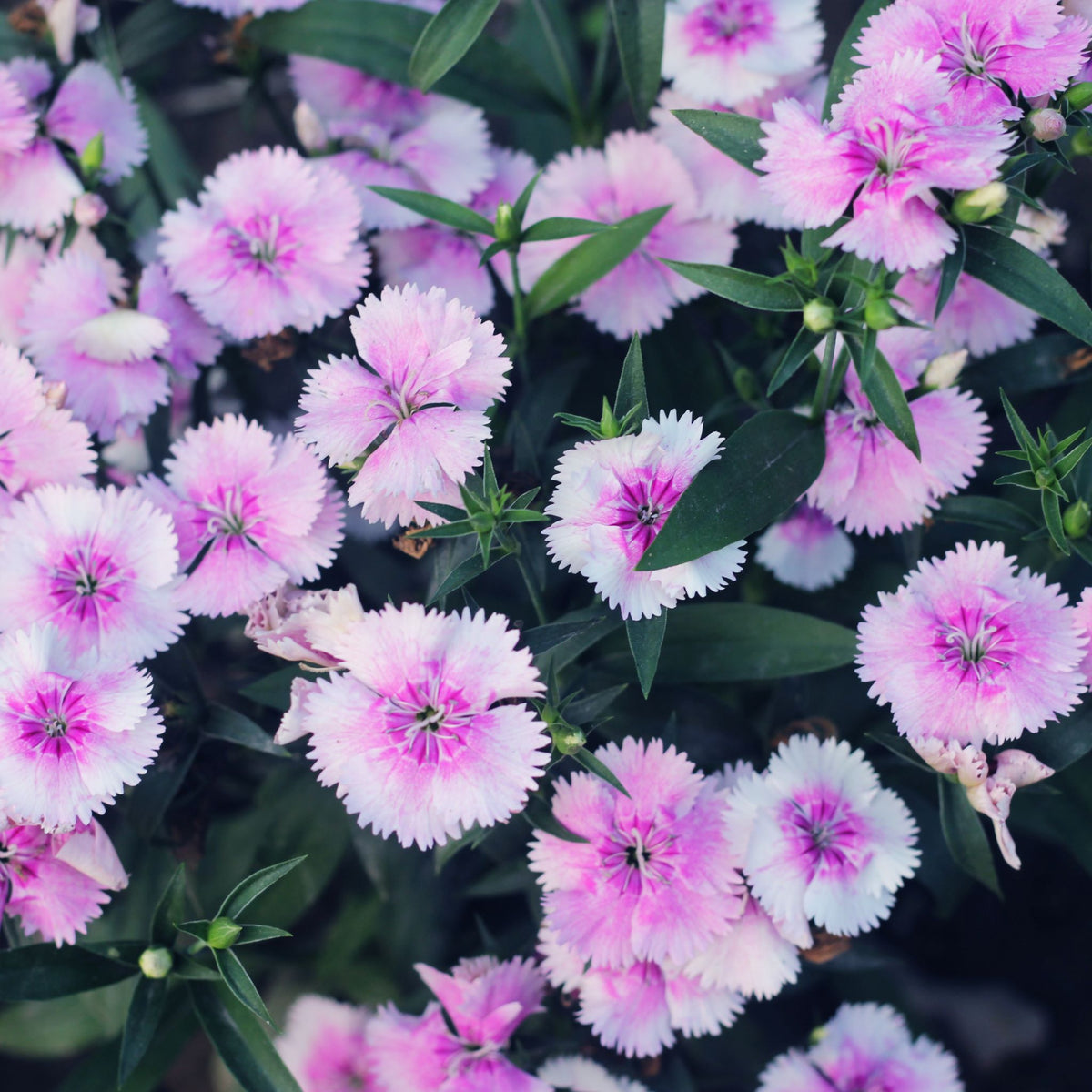 Pinks (Dianthus) – Plant Detectives
