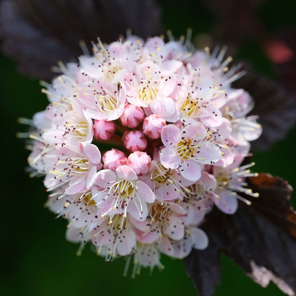 Ninebark (Physocarpus) – Plant Detectives