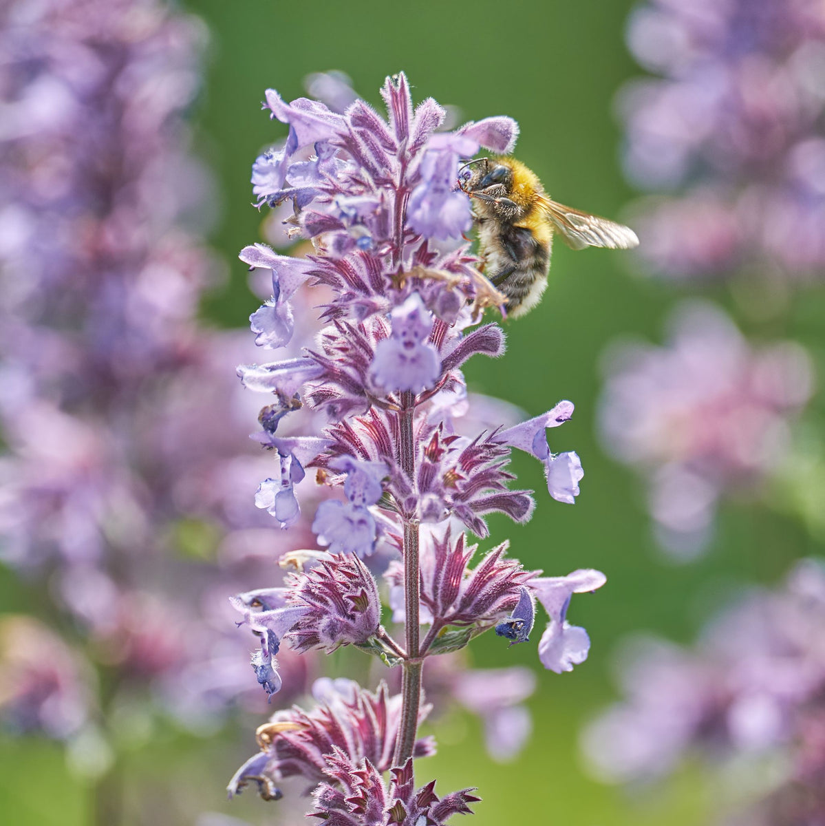 Nepeta – Plant Detectives