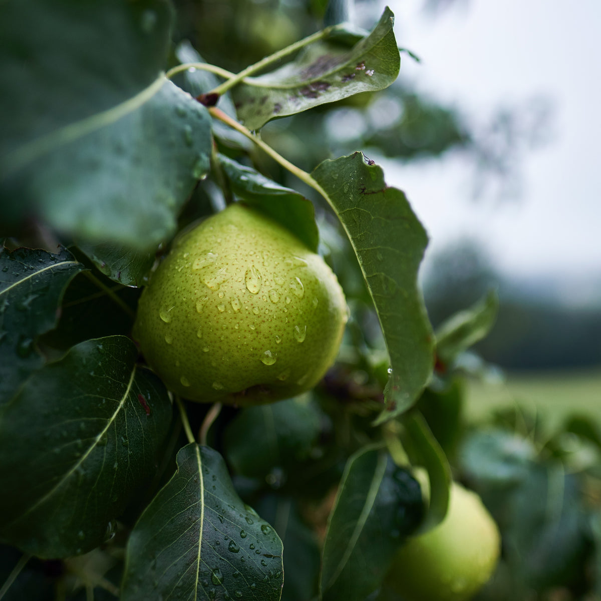Other Fruit Trees – Plant Detectives