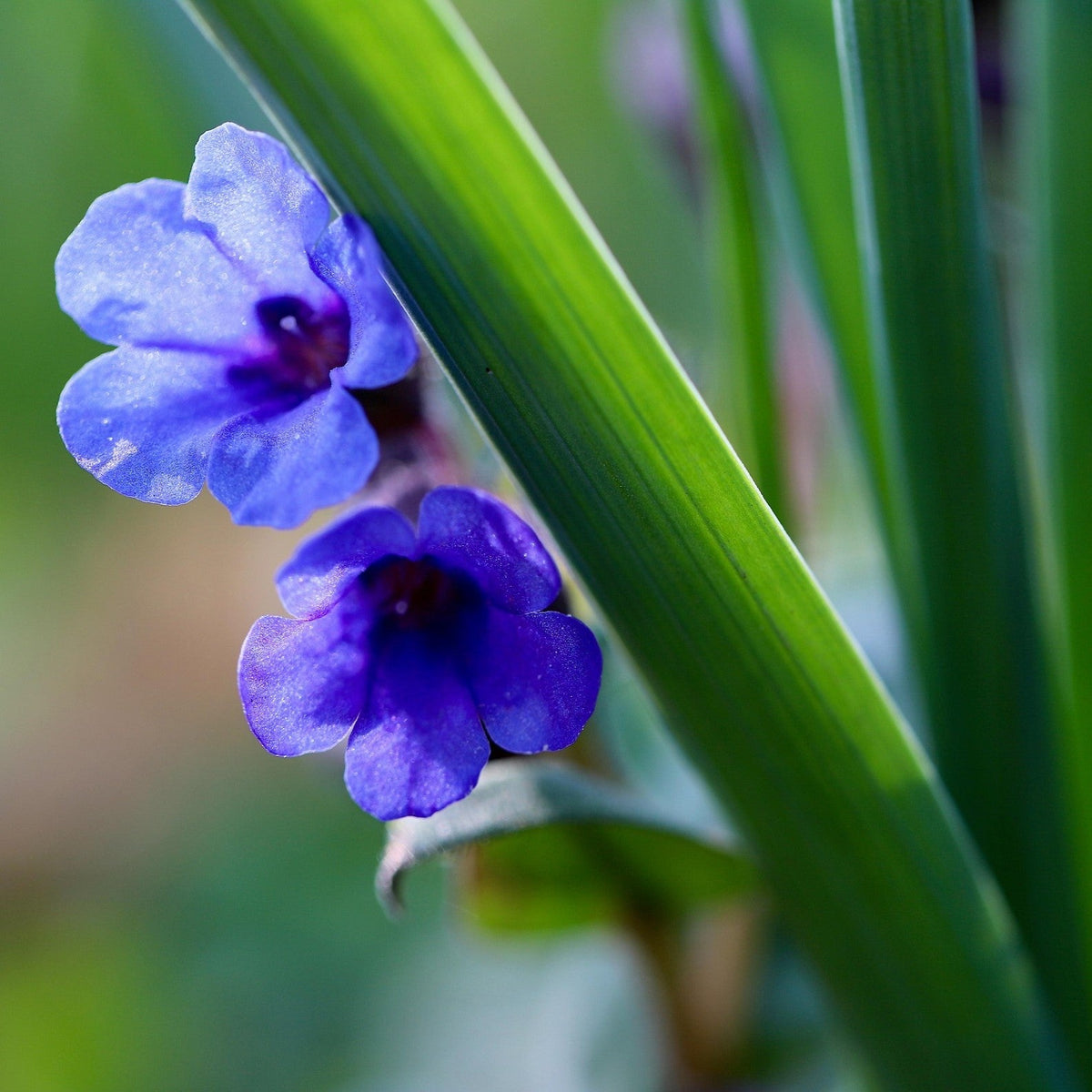 Lungwort (Pulmonaria) – Plant Detectives