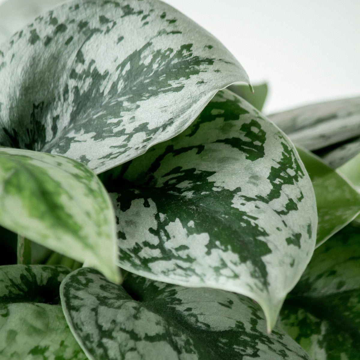 Pothos (Epipremnum) – Plant Detectives