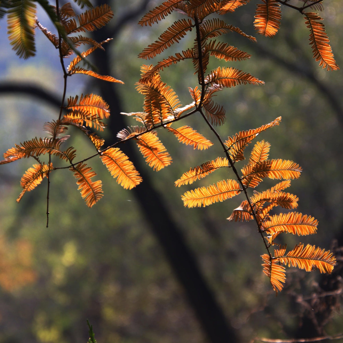 Redwood – Plant Detectives