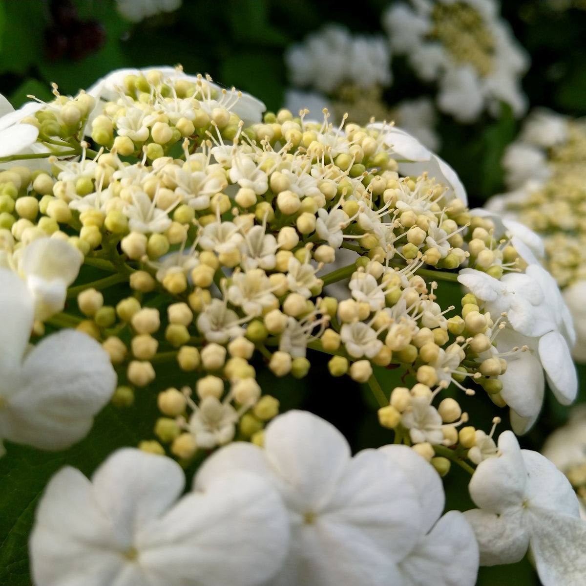 Viburnum – Plant Detectives