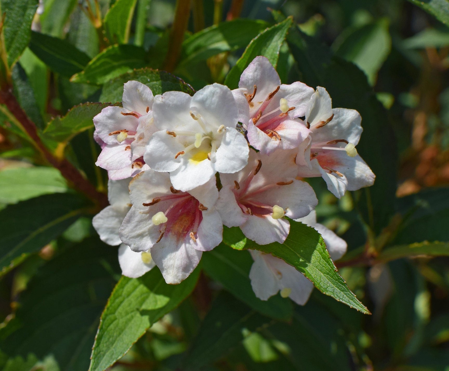 The Abelia Guide – Plant Detectives