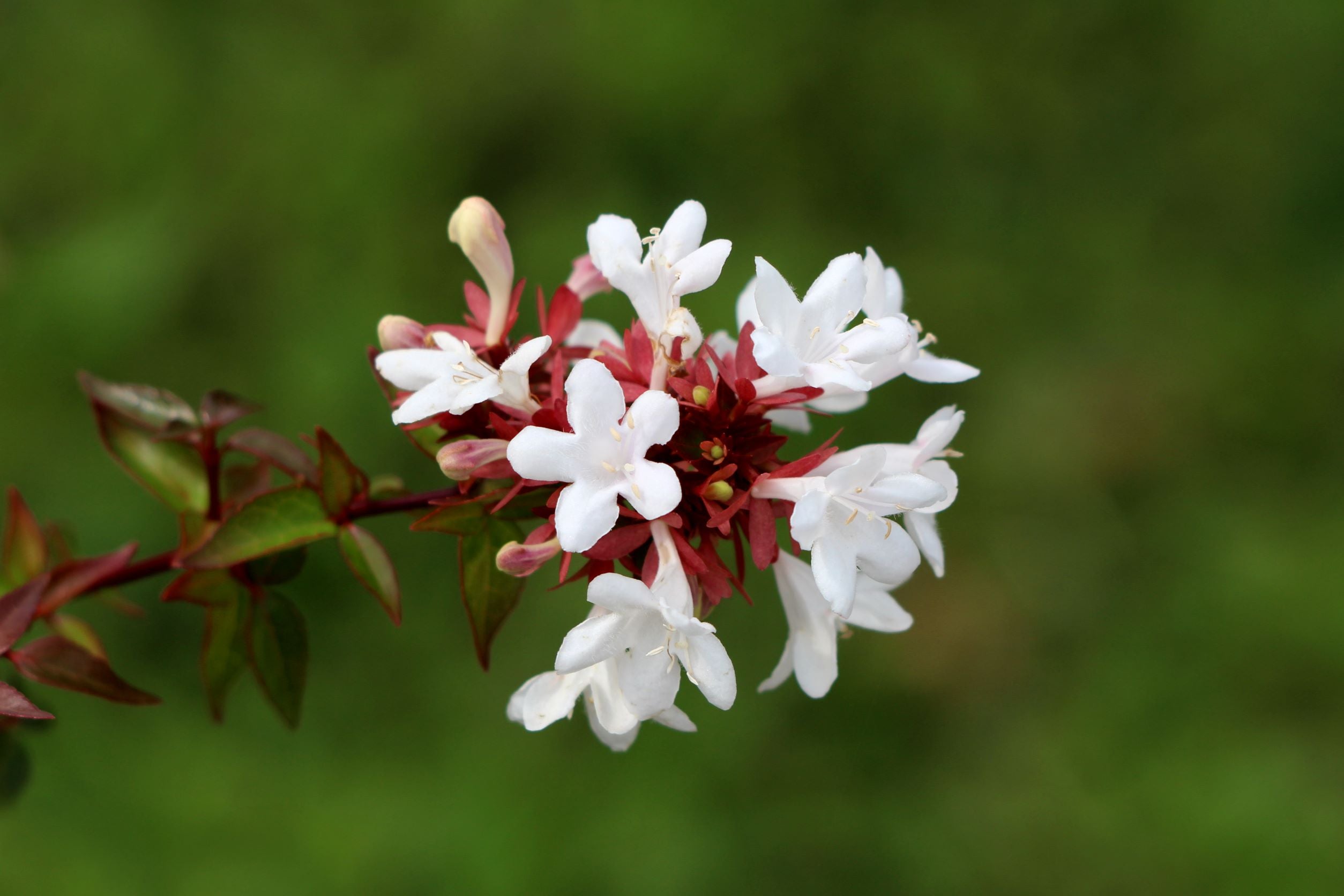 Abelia – Plant Detectives
