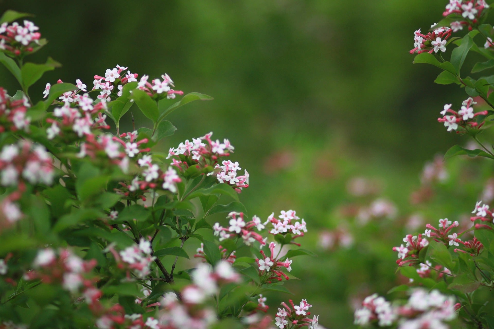 The Abelia Guide – Plant Detectives
