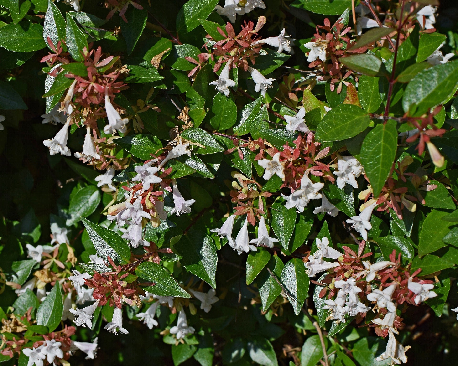 Abelia – Plant Detectives
