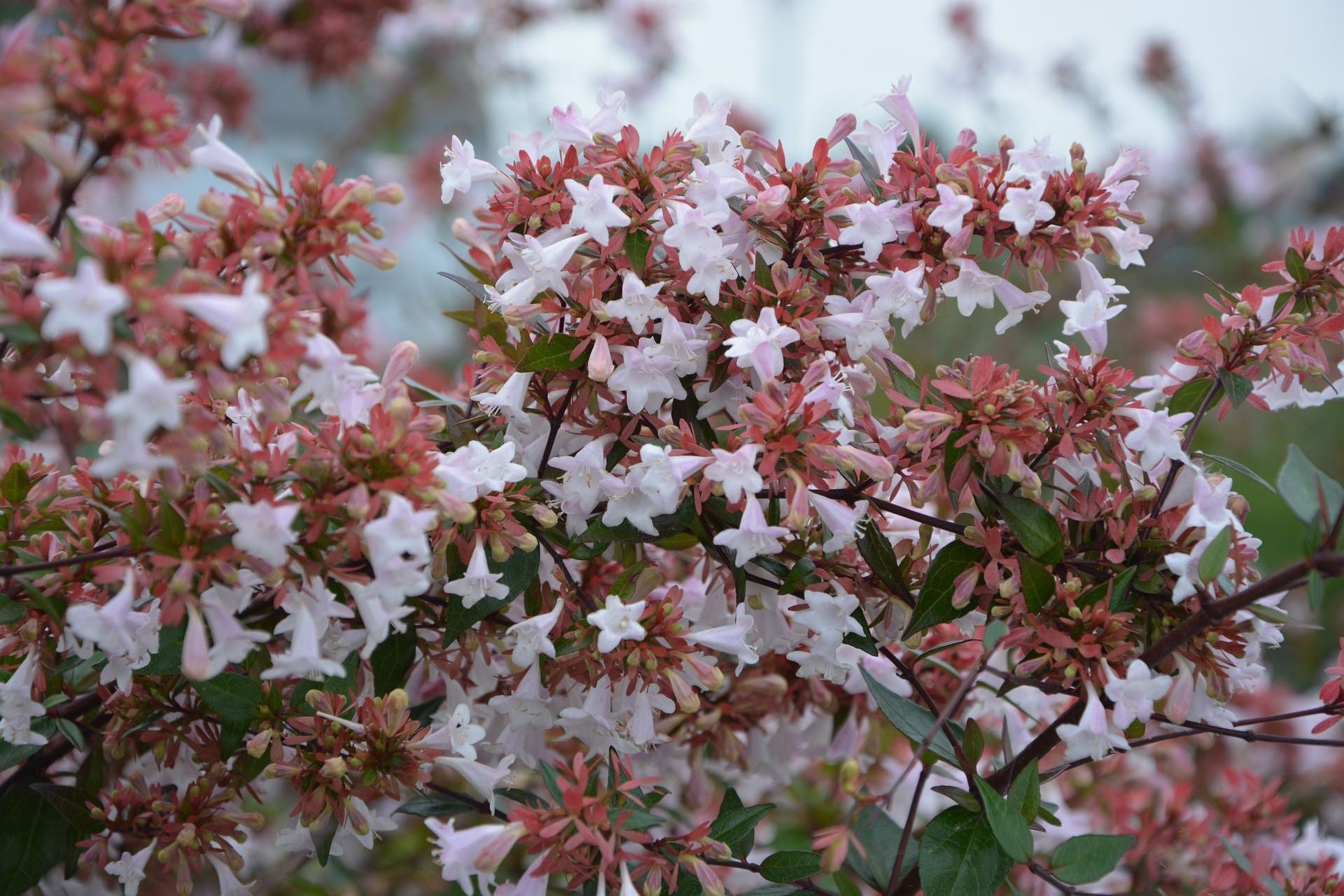 The Complete Guide to Abelia – Plant Detectives