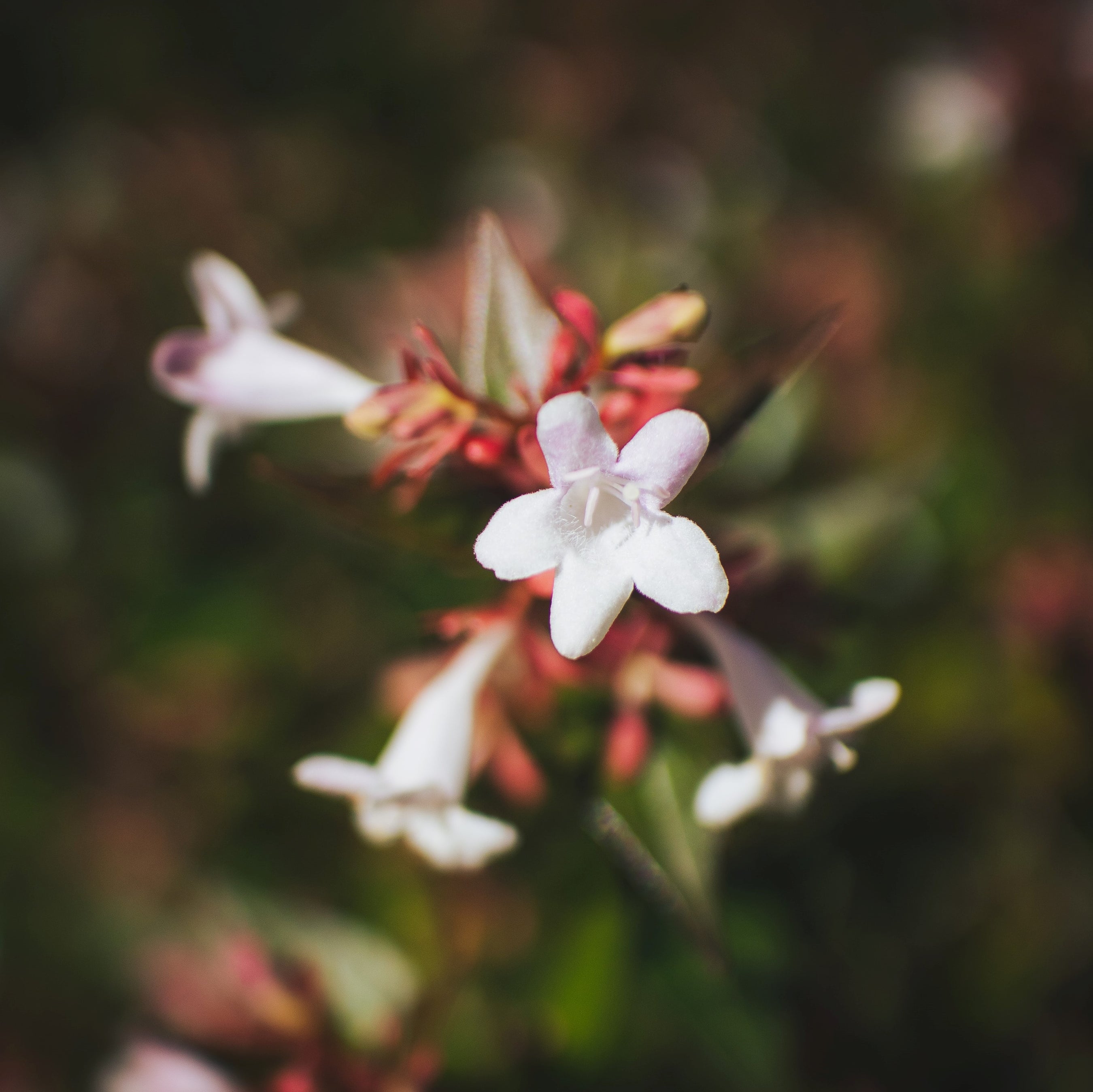 The Abelia Guide – Plant Detectives