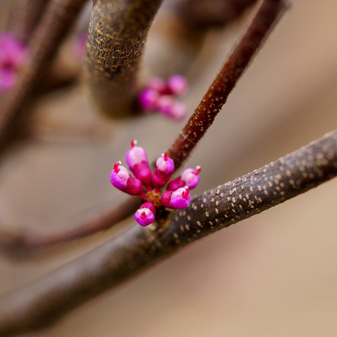 Redbud – Plant Detectives