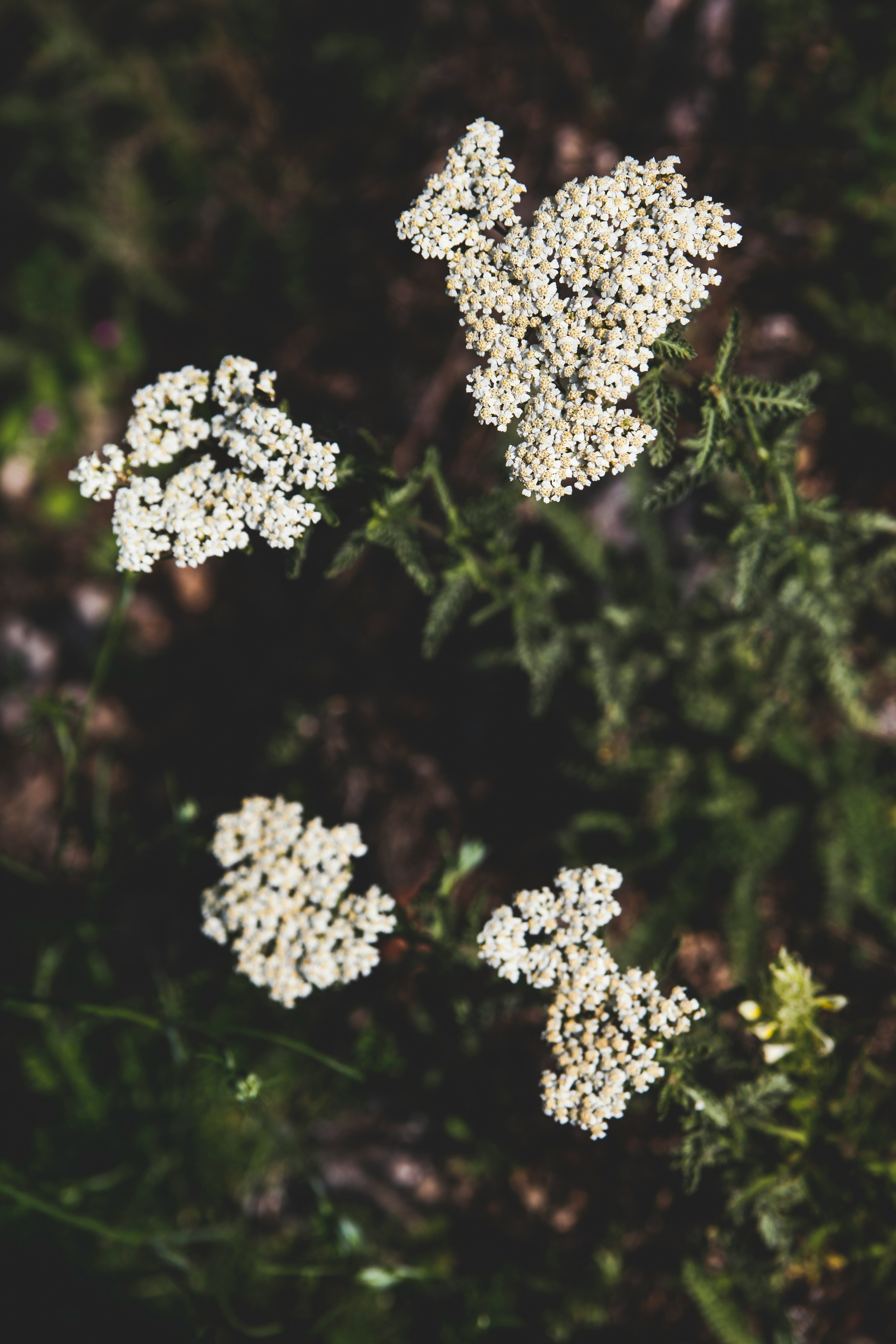 The Achillea Guide – Plant Detectives
