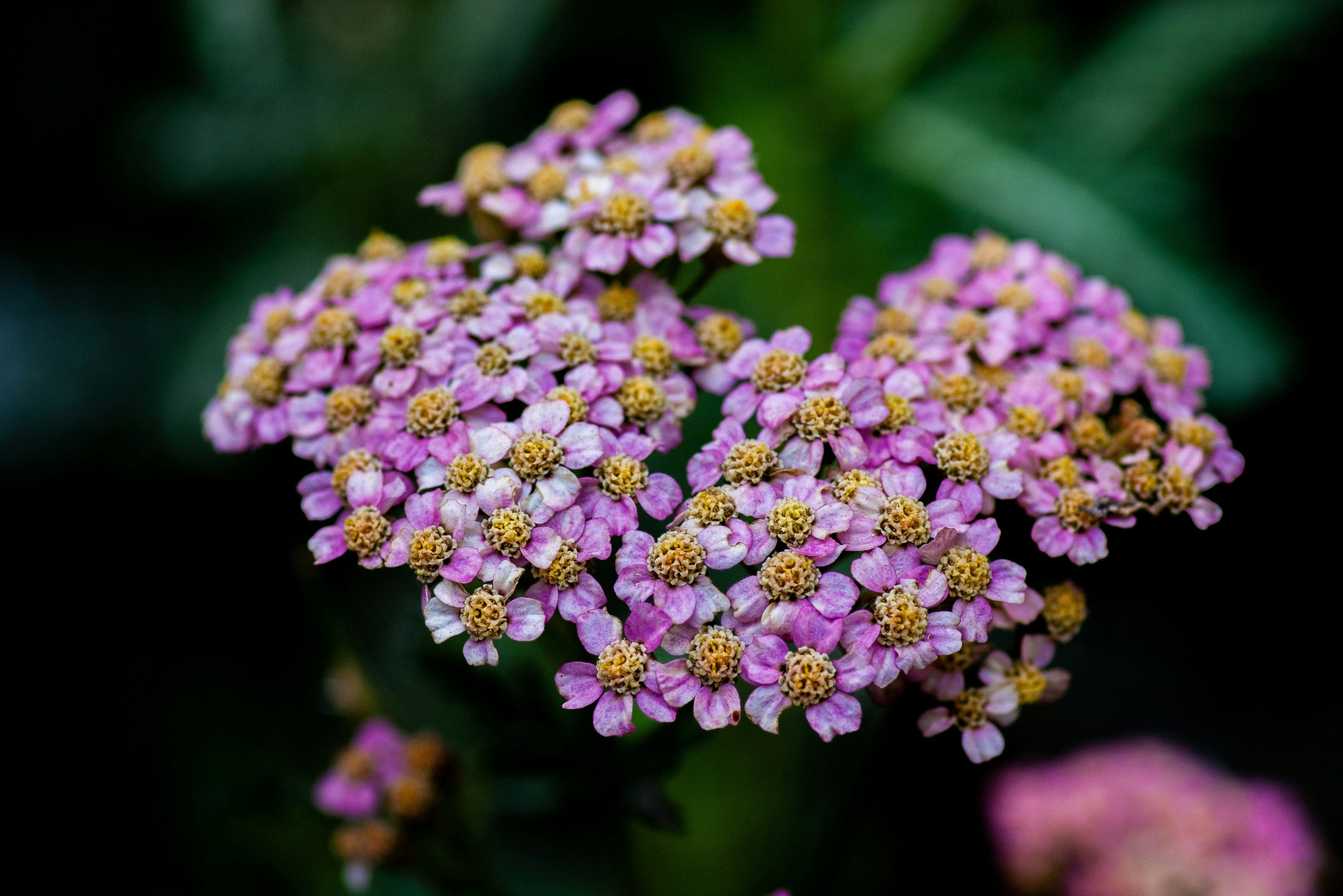 The Achillea Guide – Plant Detectives