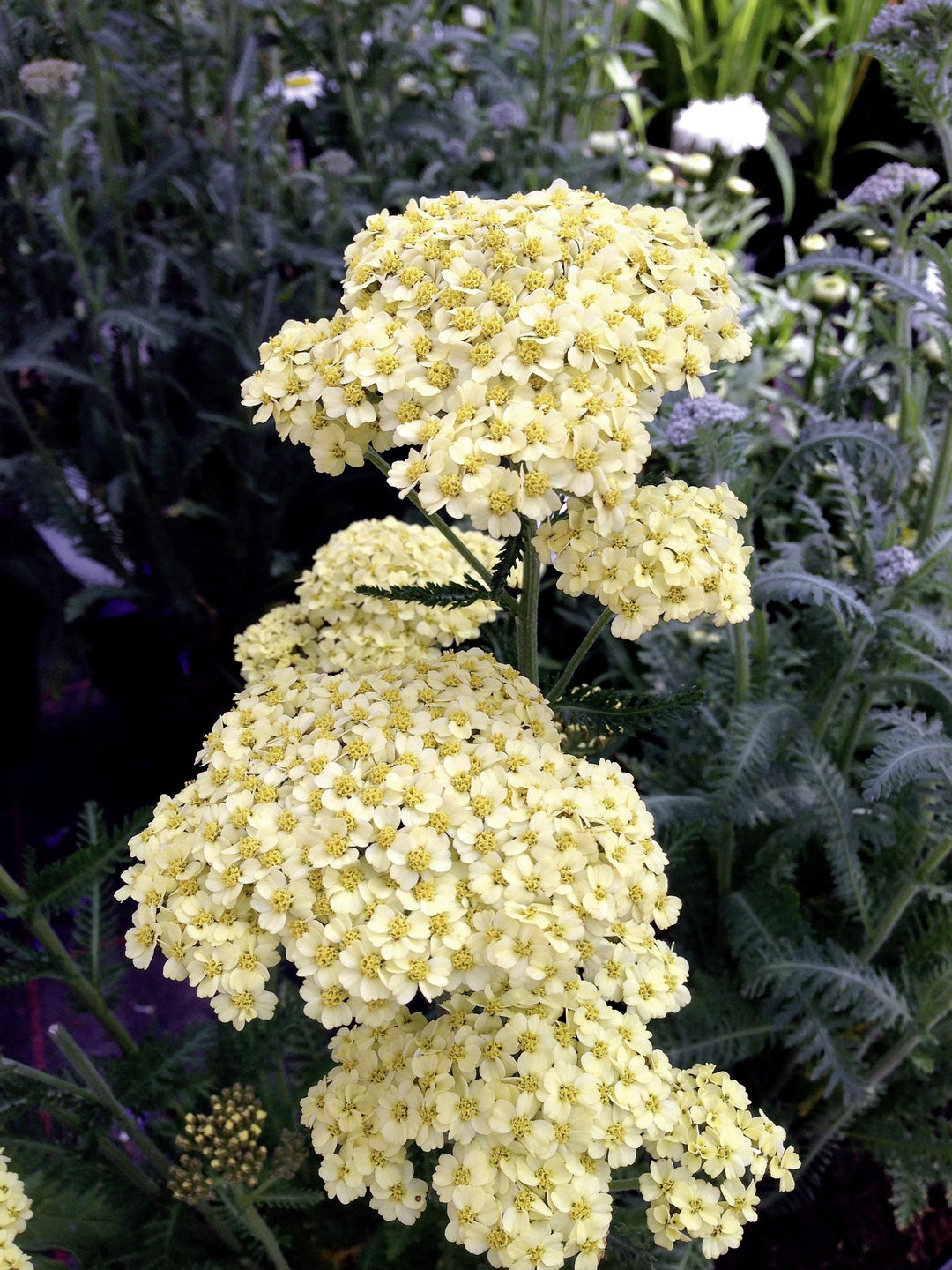 The Achillea Guide – Plant Detectives
