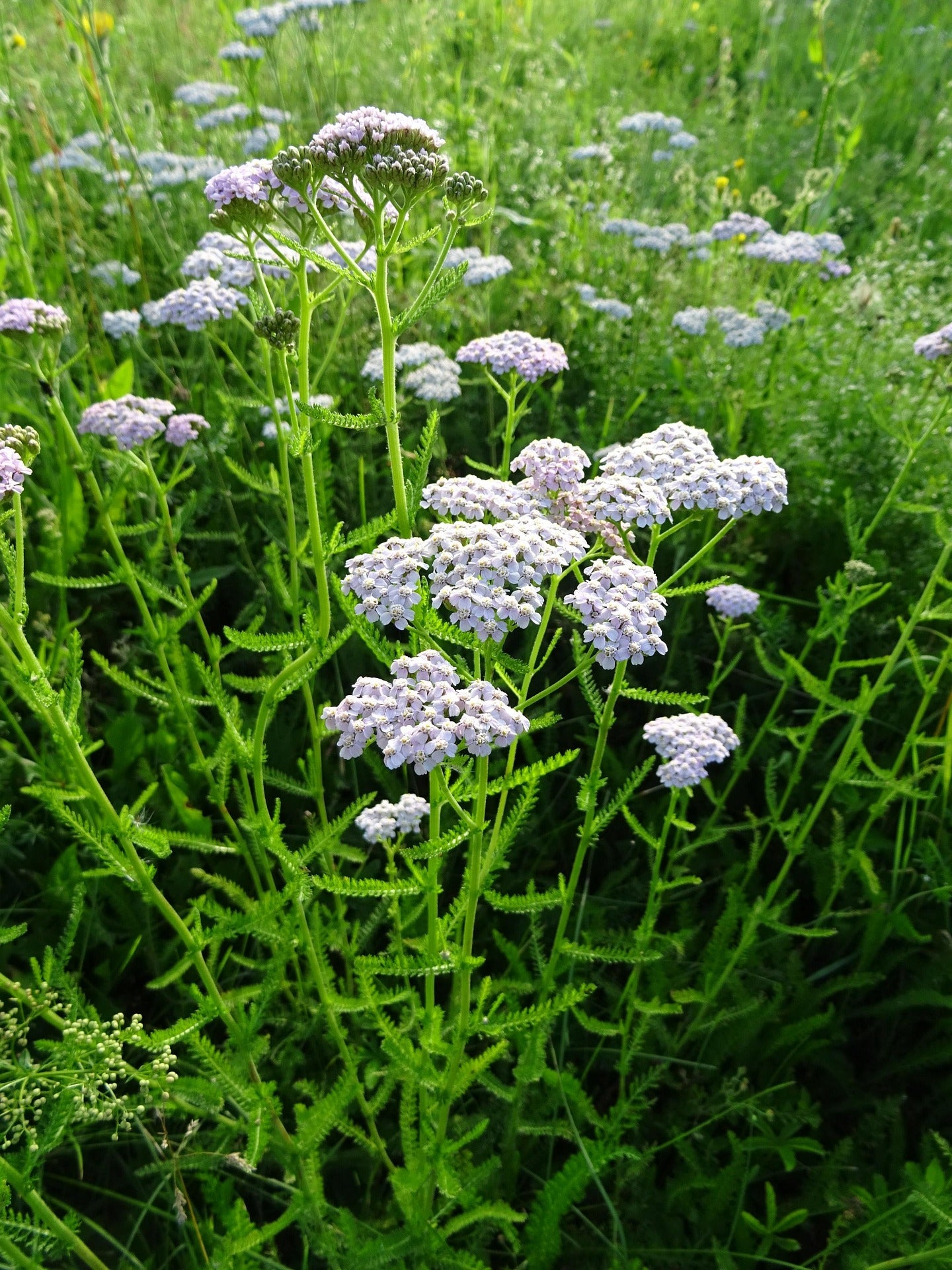 The Achillea Guide – Plant Detectives