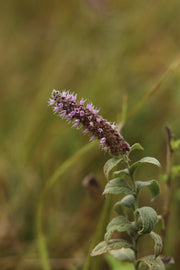 The Agastache Guide – Plant Detectives