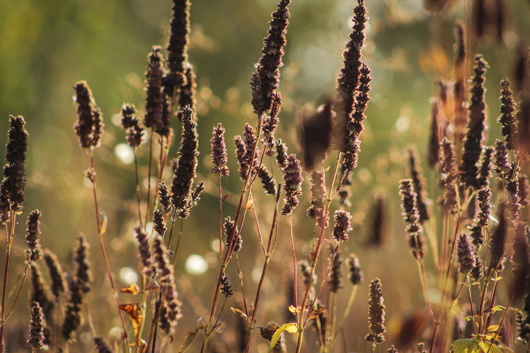 The Agastache Guide – Plant Detectives