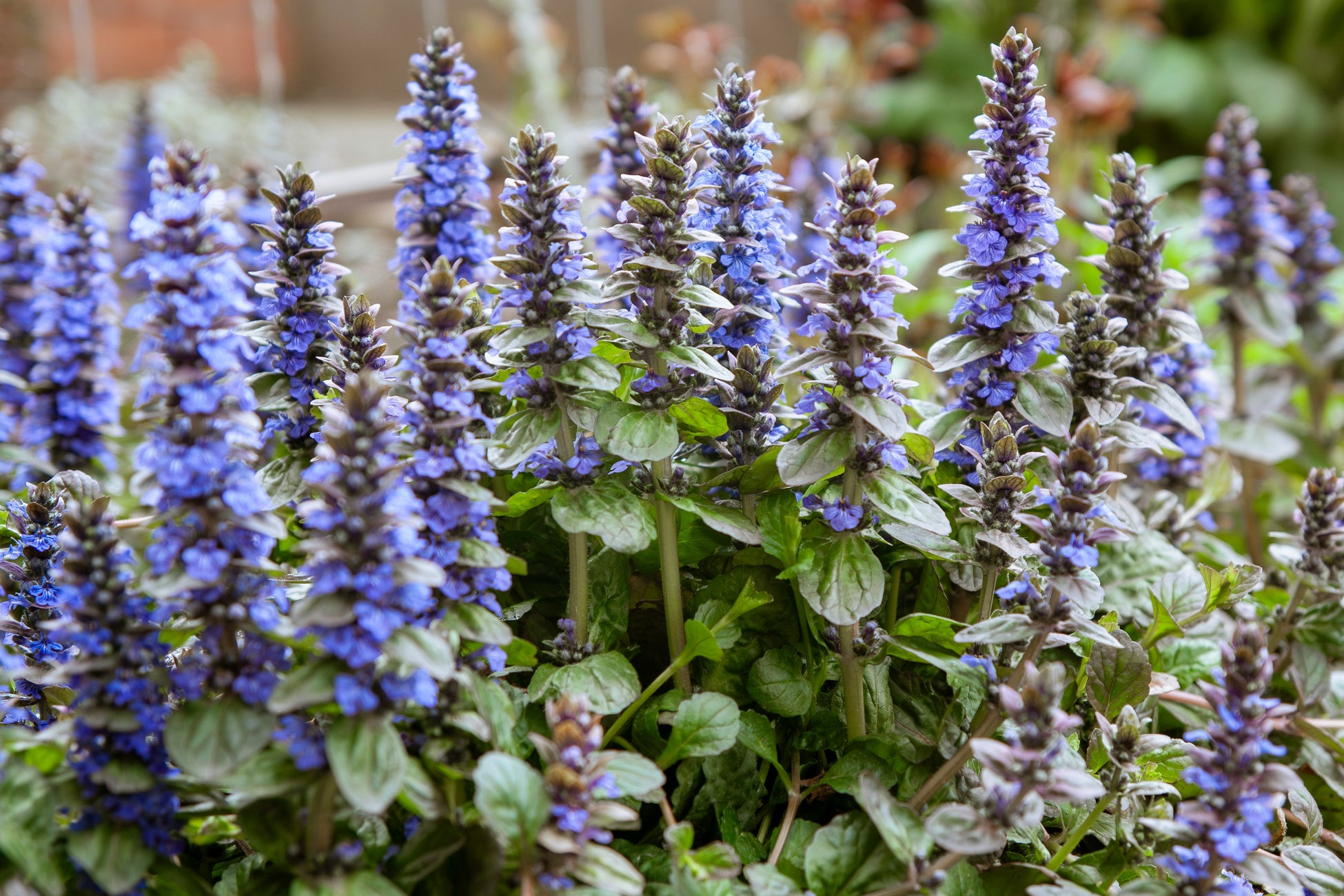 The Ajuga Guide – Plant Detectives