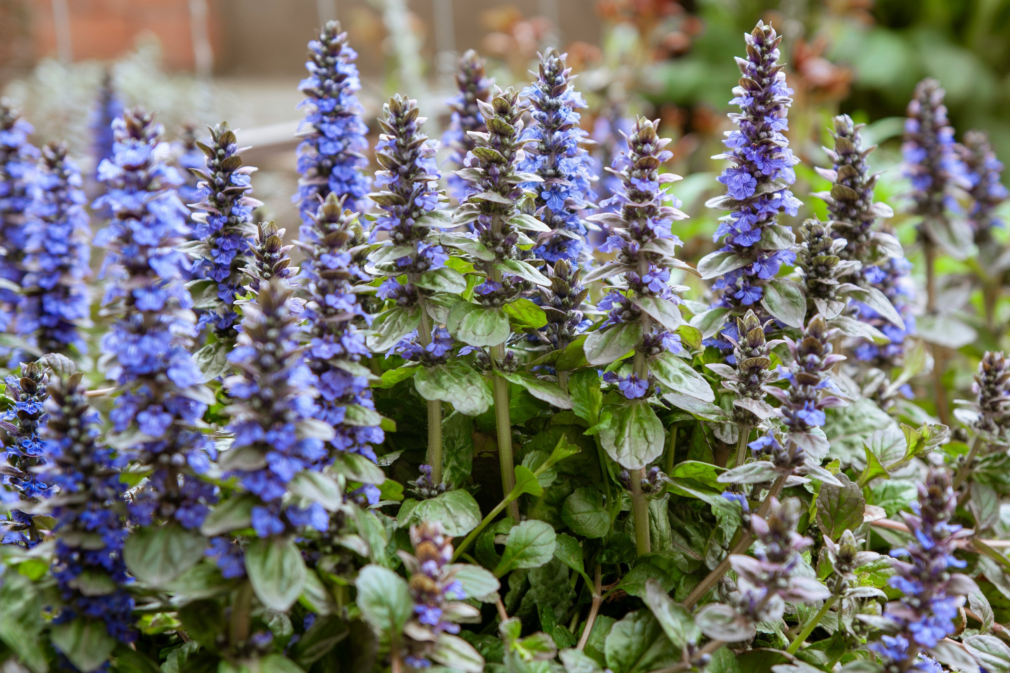 The Ajuga Guide – Plant Detectives