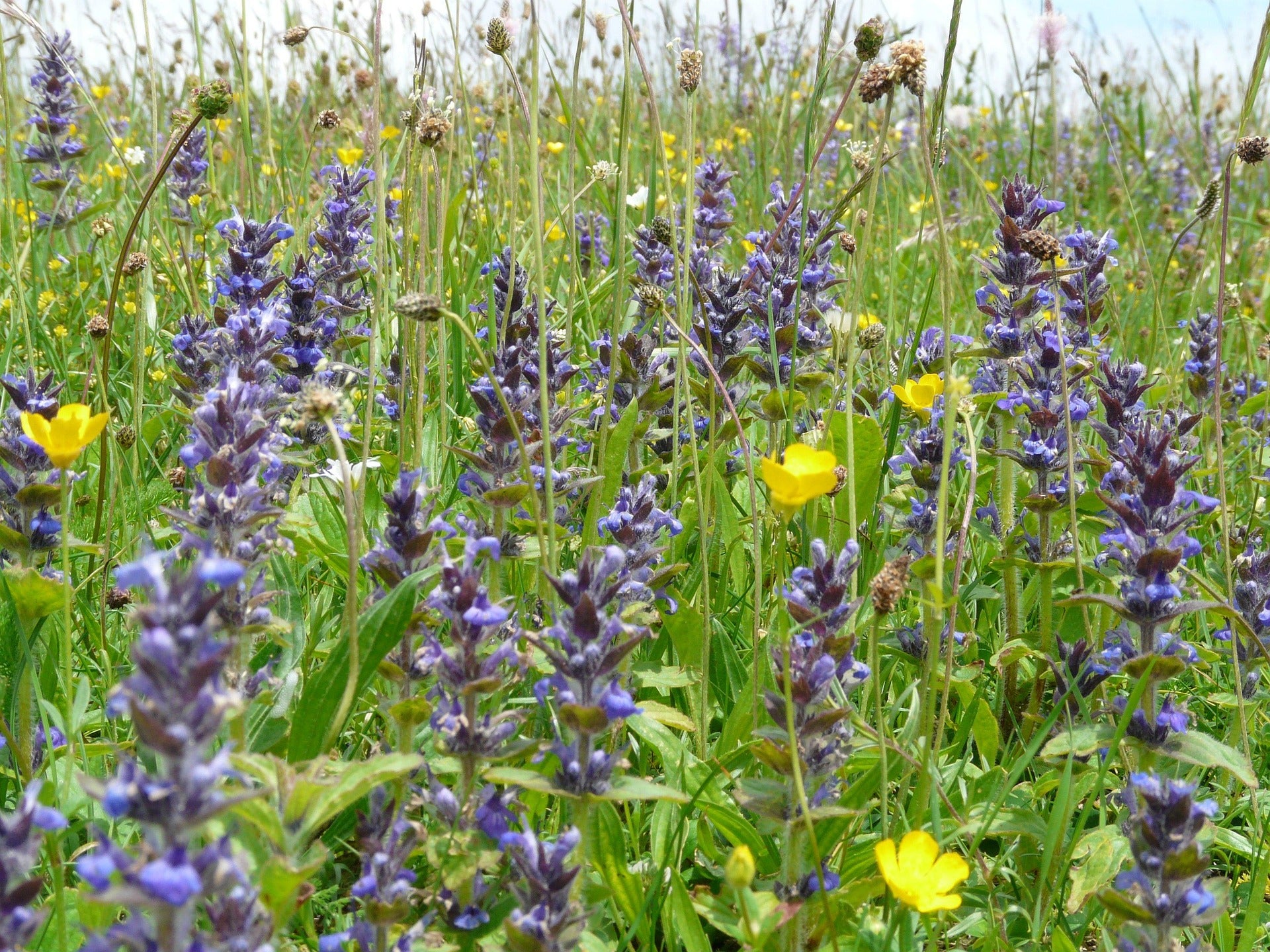 The Ajuga Guide – Plant Detectives