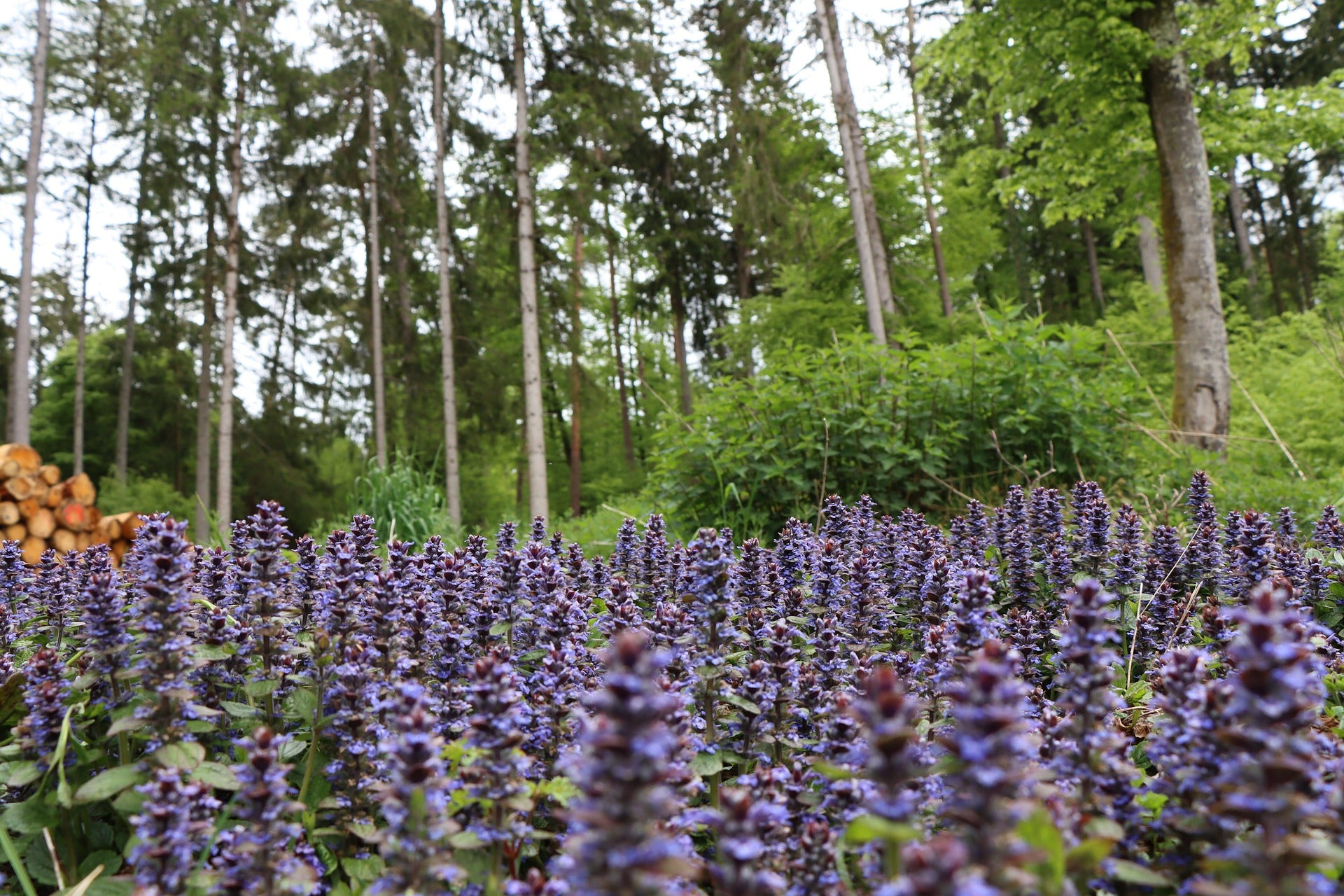 The Ajuga Guide – Plant Detectives