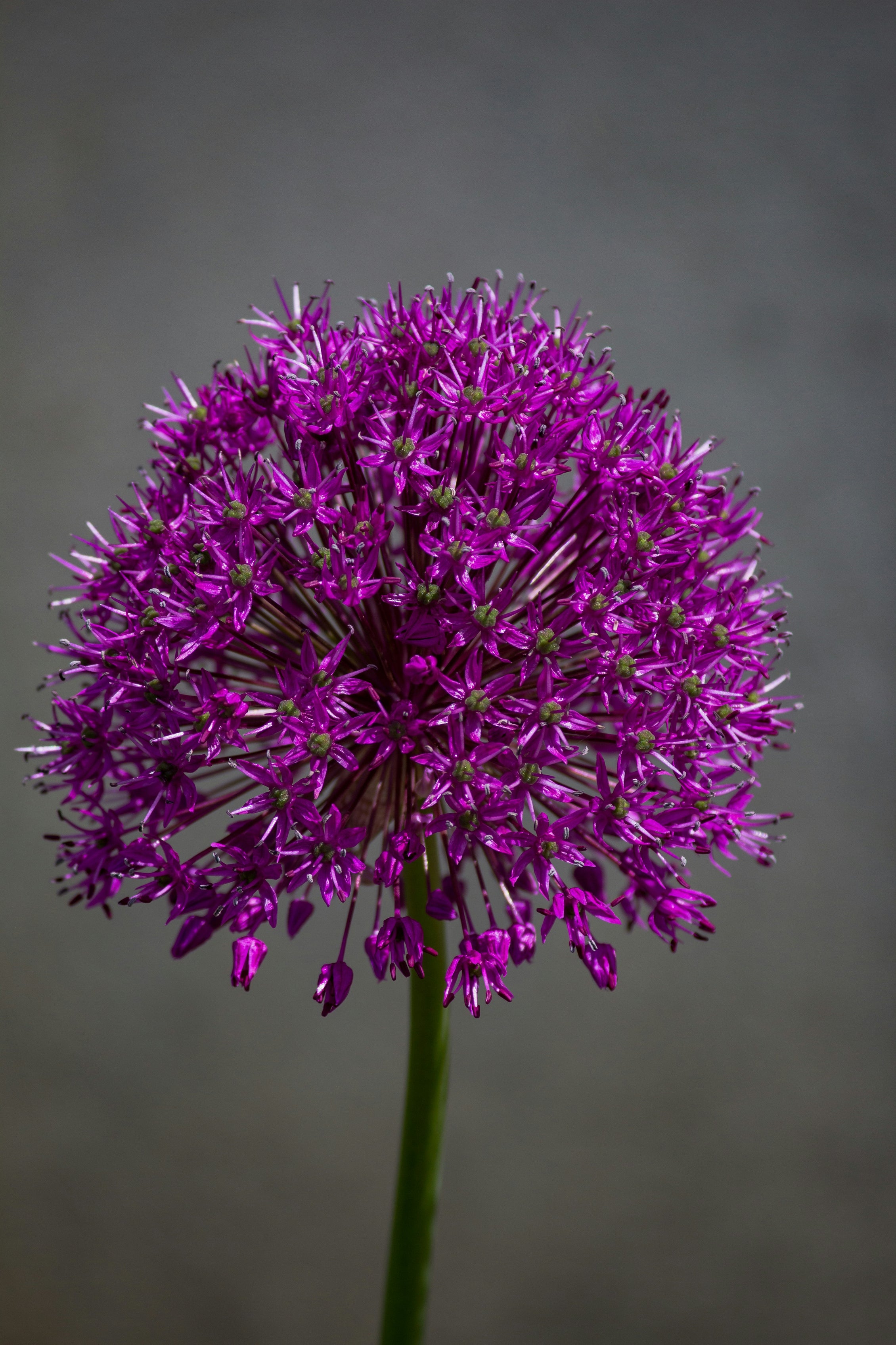 The Allium Guide – Plant Detectives