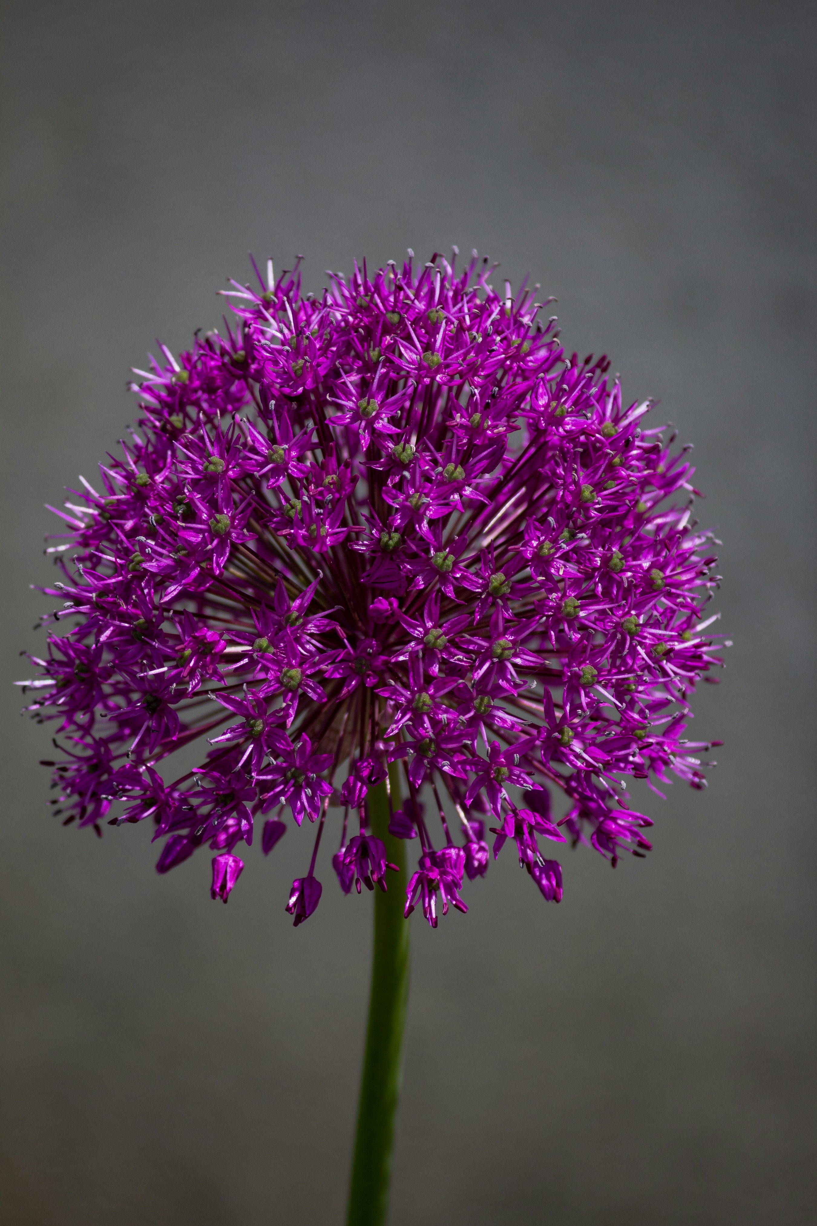The Allium Guide – Plant Detectives