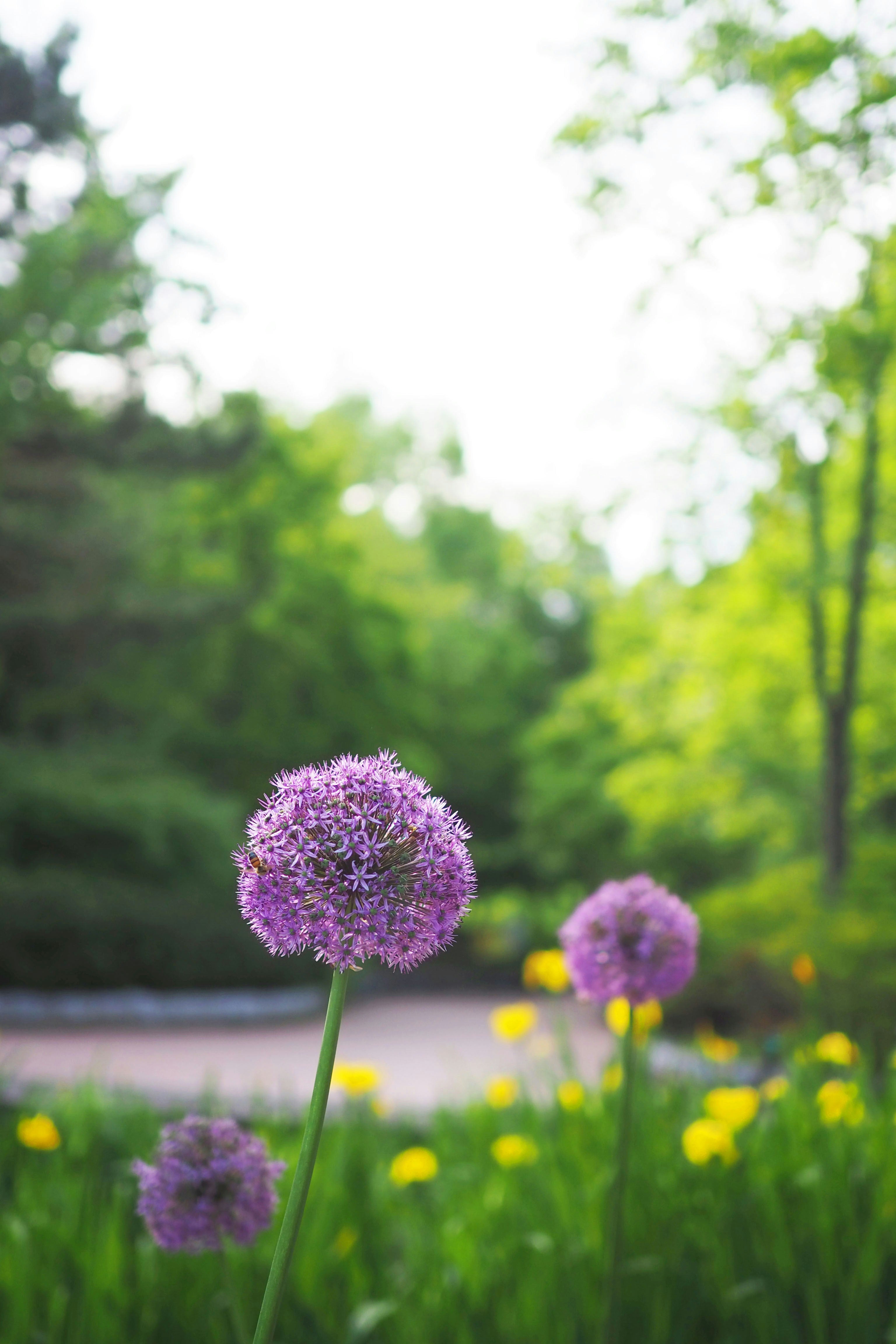 The Allium Guide – Plant Detectives