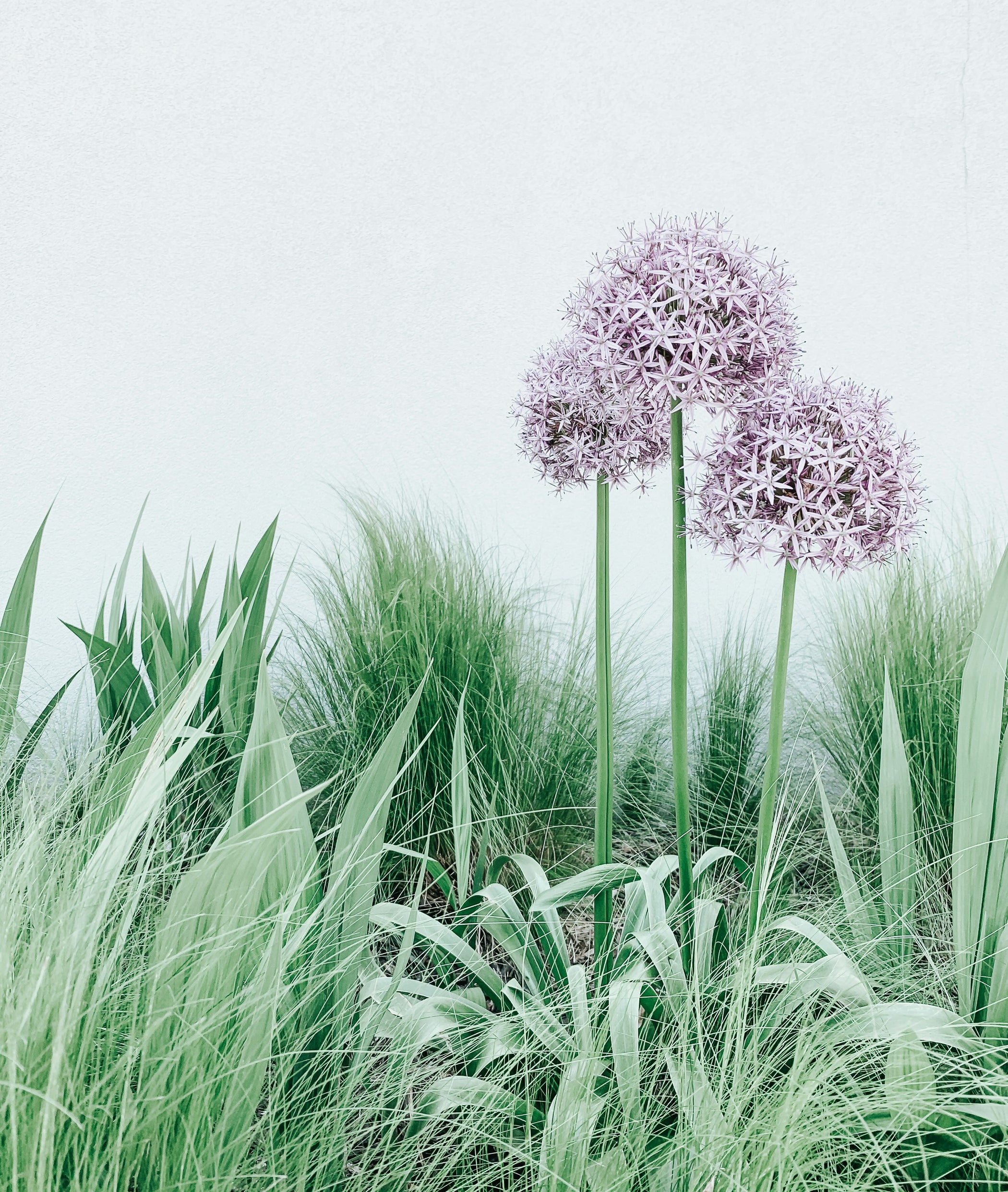 The Allium Guide – Plant Detectives