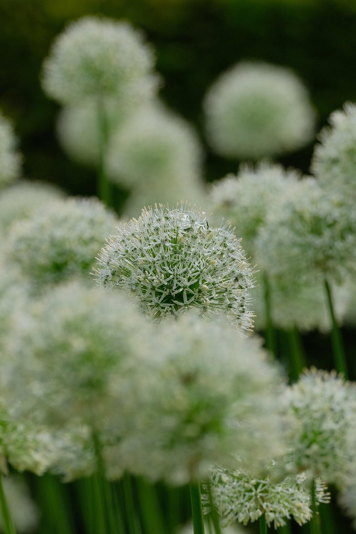 The Allium Guide – Plant Detectives
