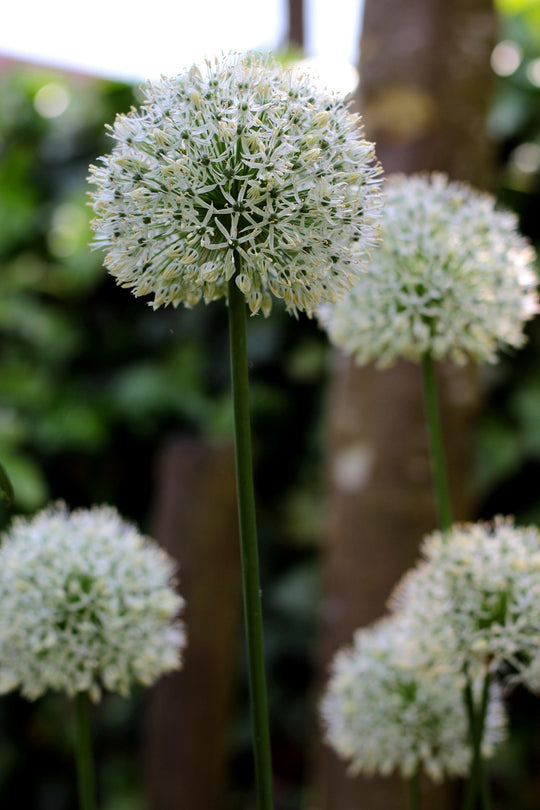 The Allium Guide – Plant Detectives