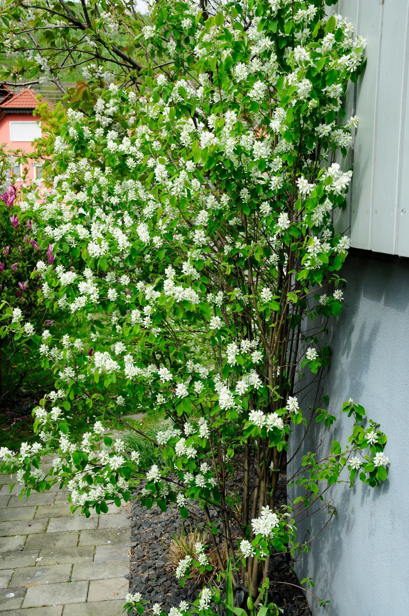 The Amelanchier Guide – Plant Detectives